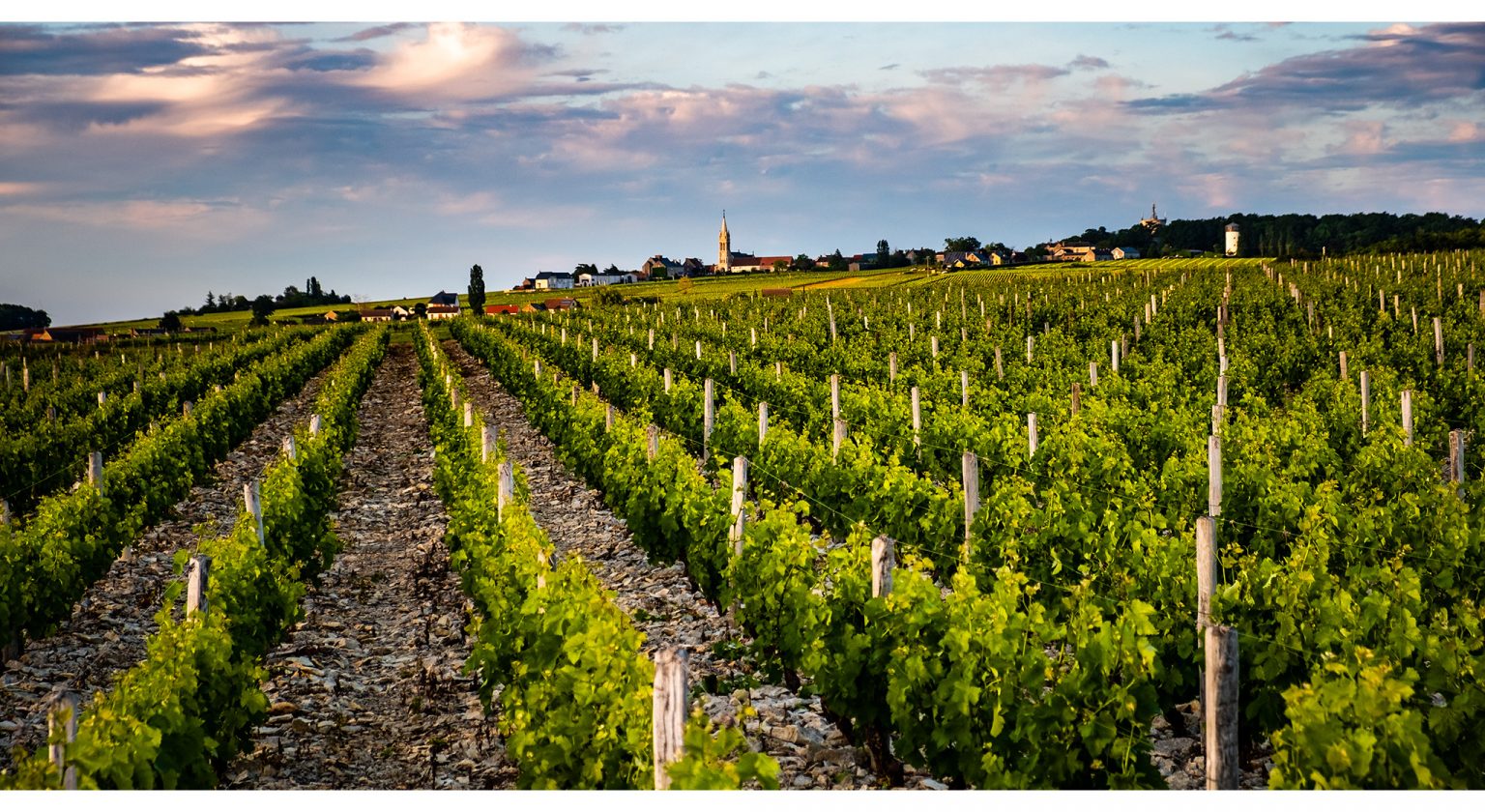 Pouilly vineyards - Pouilly Fumé